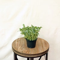 Fittonia - Etsy
