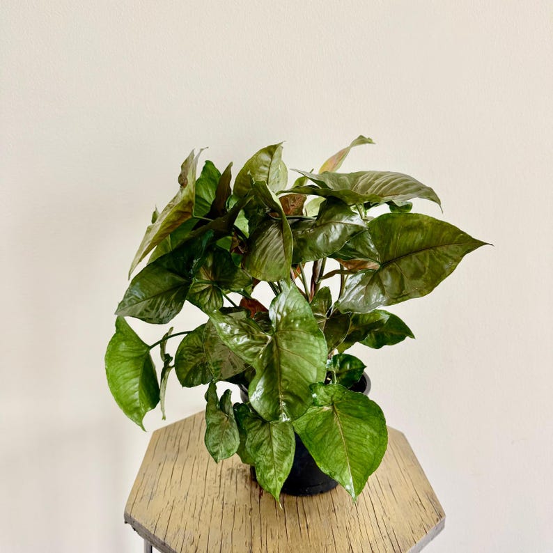 LIVE 6 Inch Pot Syngonium Maria Allusion Arrowhead, Tropical Indoor ...