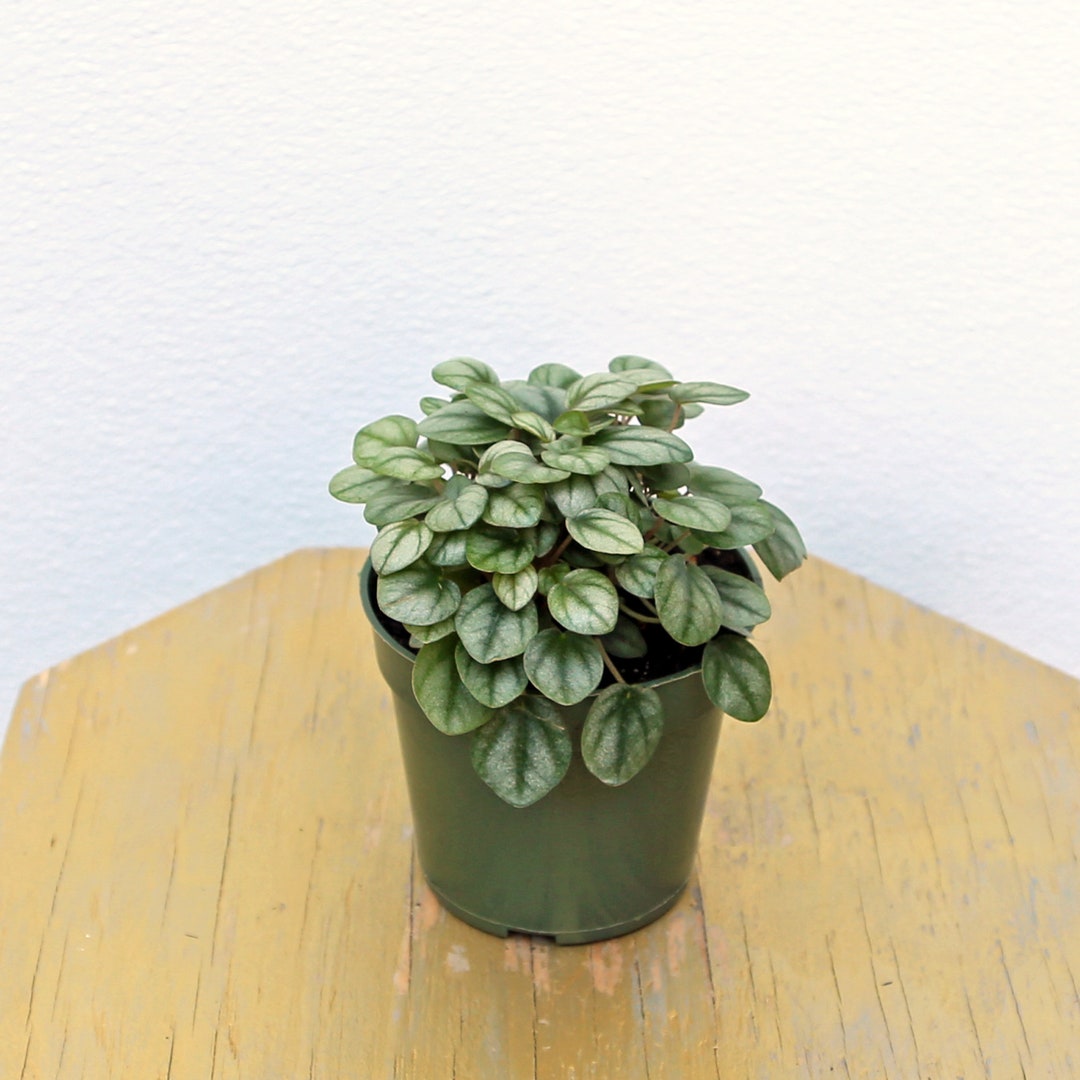 LIVE 4 Inch Pot Peperomia Little Toscani Fully Rooted Small - Etsy