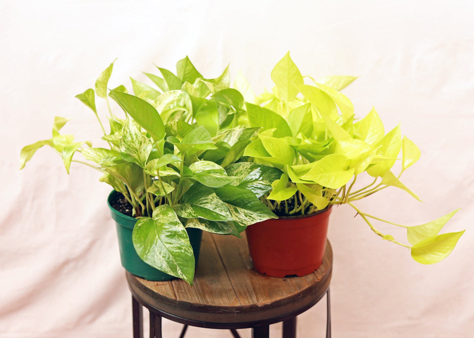 LIVE Combo Neon Pothos and Marble Queen Pothos Evergreen Vine - Etsy