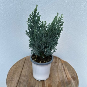 LIVE 4 Inch Pot Moonlit Cypress, Chamaecyparis, False Cypress Tree ...
