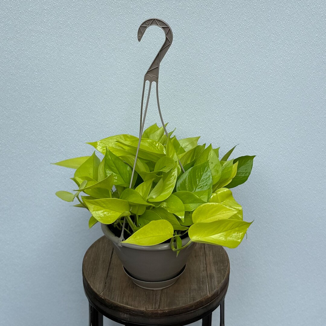 LIVE 8 Inch Hanging Basket Neon Pothos, Trailing Indoor Plant, Live ...