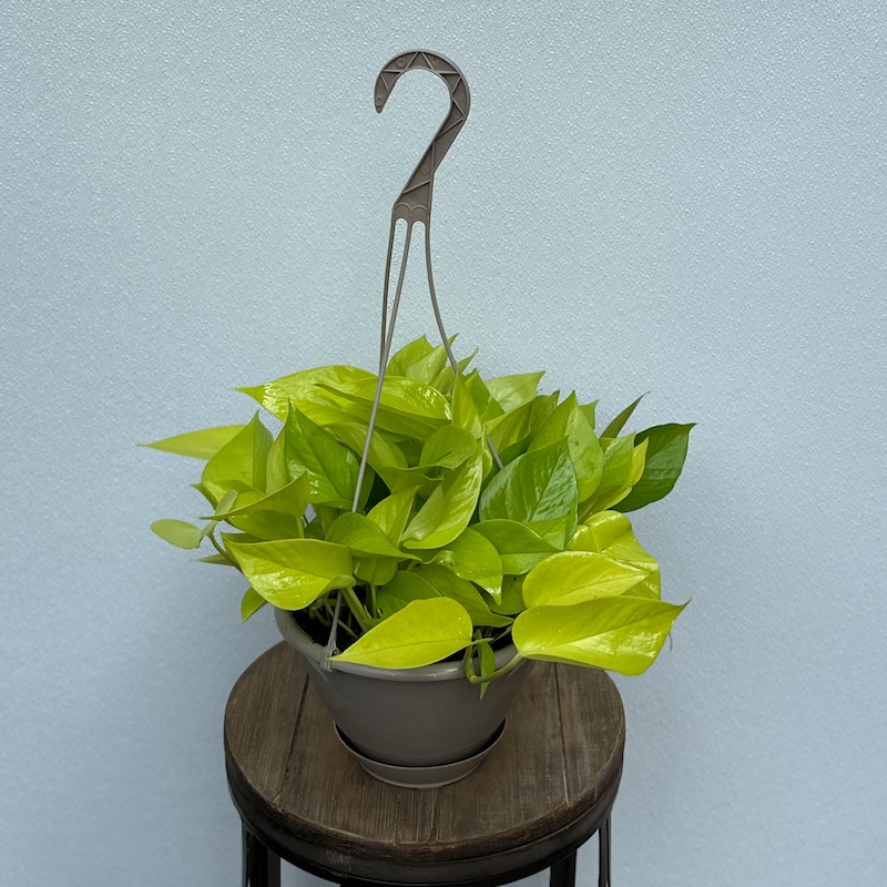 8 Pothos Hanging Basket - Etsy