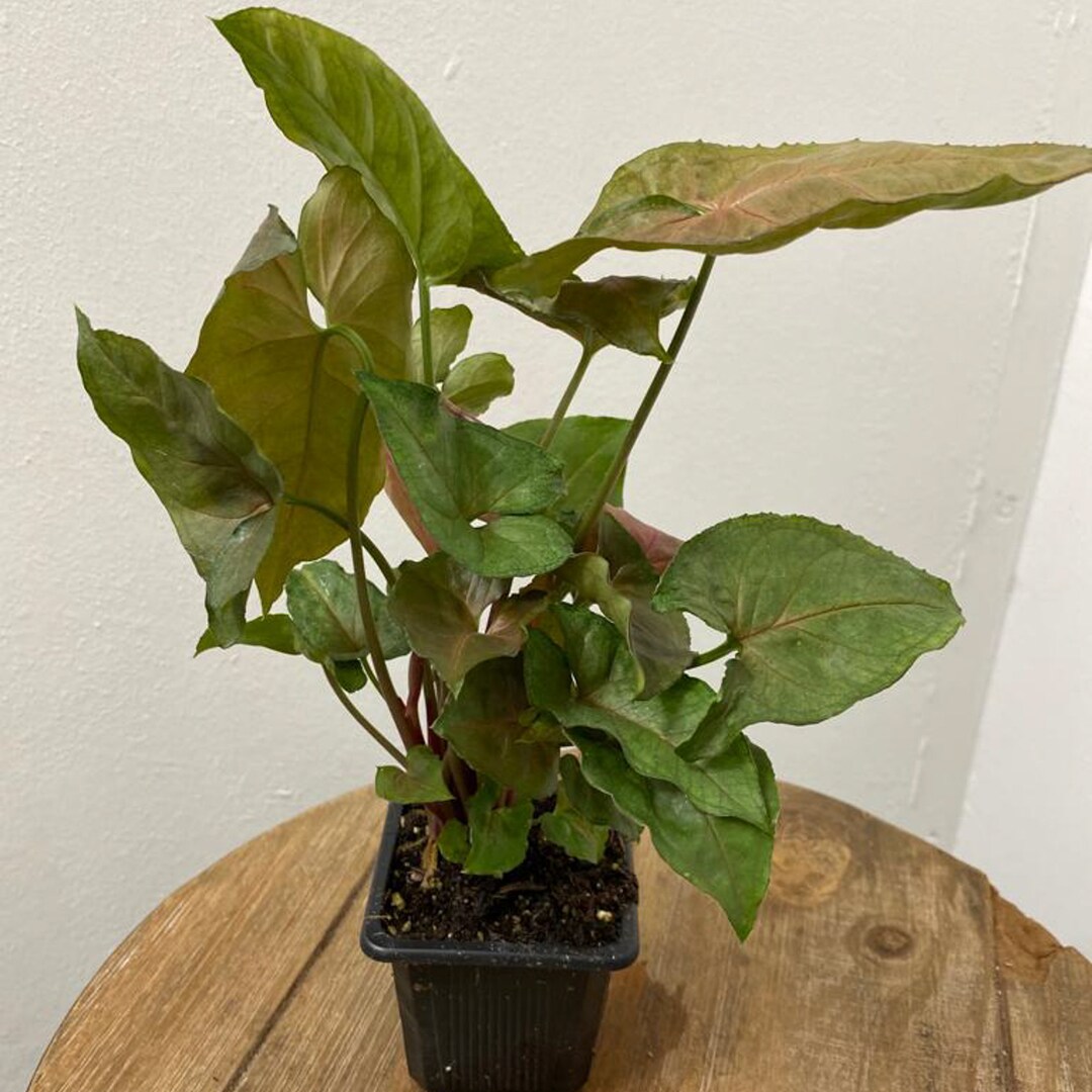 LIVE 3 Inch Pot Syngonium Maria Allusion Butterfly Arrowhead, Mother's ...