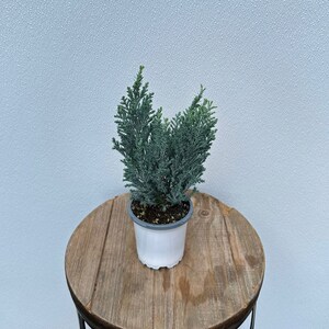 LIVE 4 Inch Pot Moonlit Cypress, Chamaecyparis, False Cypress Tree ...