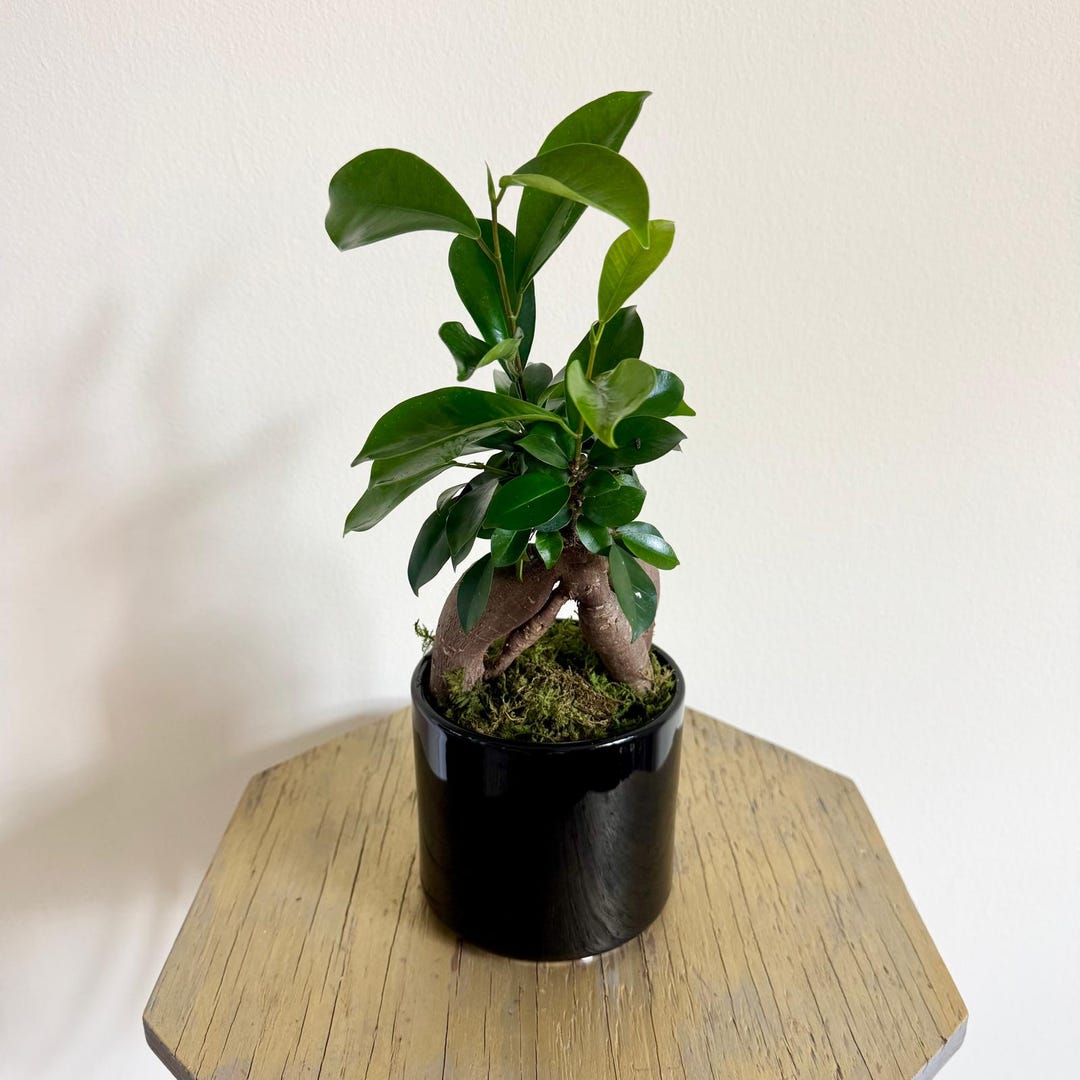 LIVE 4 Inch Ceramic Pot Ficus Bonsai Plant, Indoor Garden Store, Funny ...