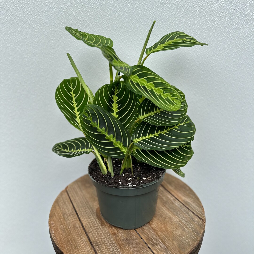 LIVE 6 Inch Pot Lemon Maranta, Prayer Plant, Rare Maranta, Evergreen ...