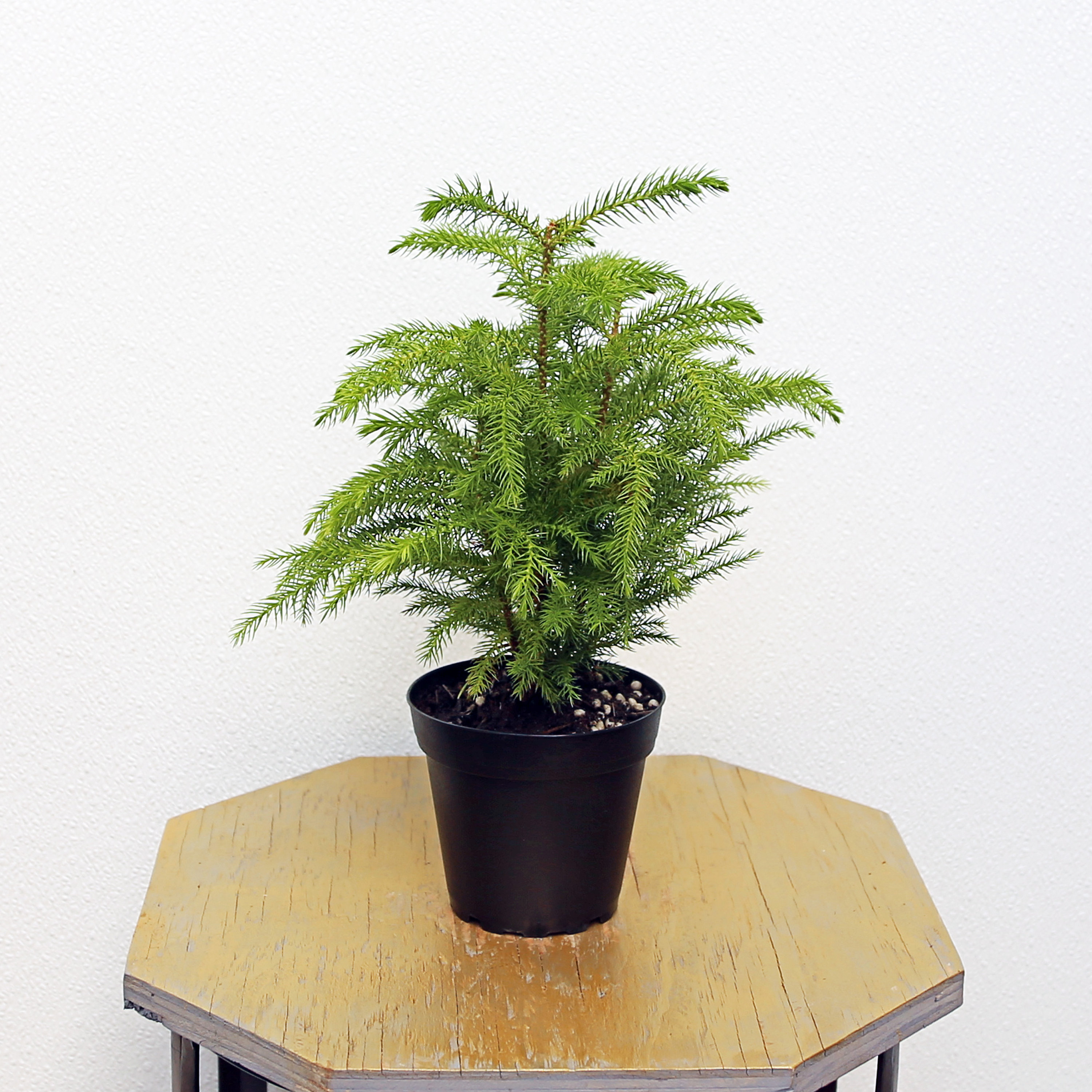 LIVE 4 Inch Pot Norfolk Island Pine, Araucaria Heterophylla, Christmas ...