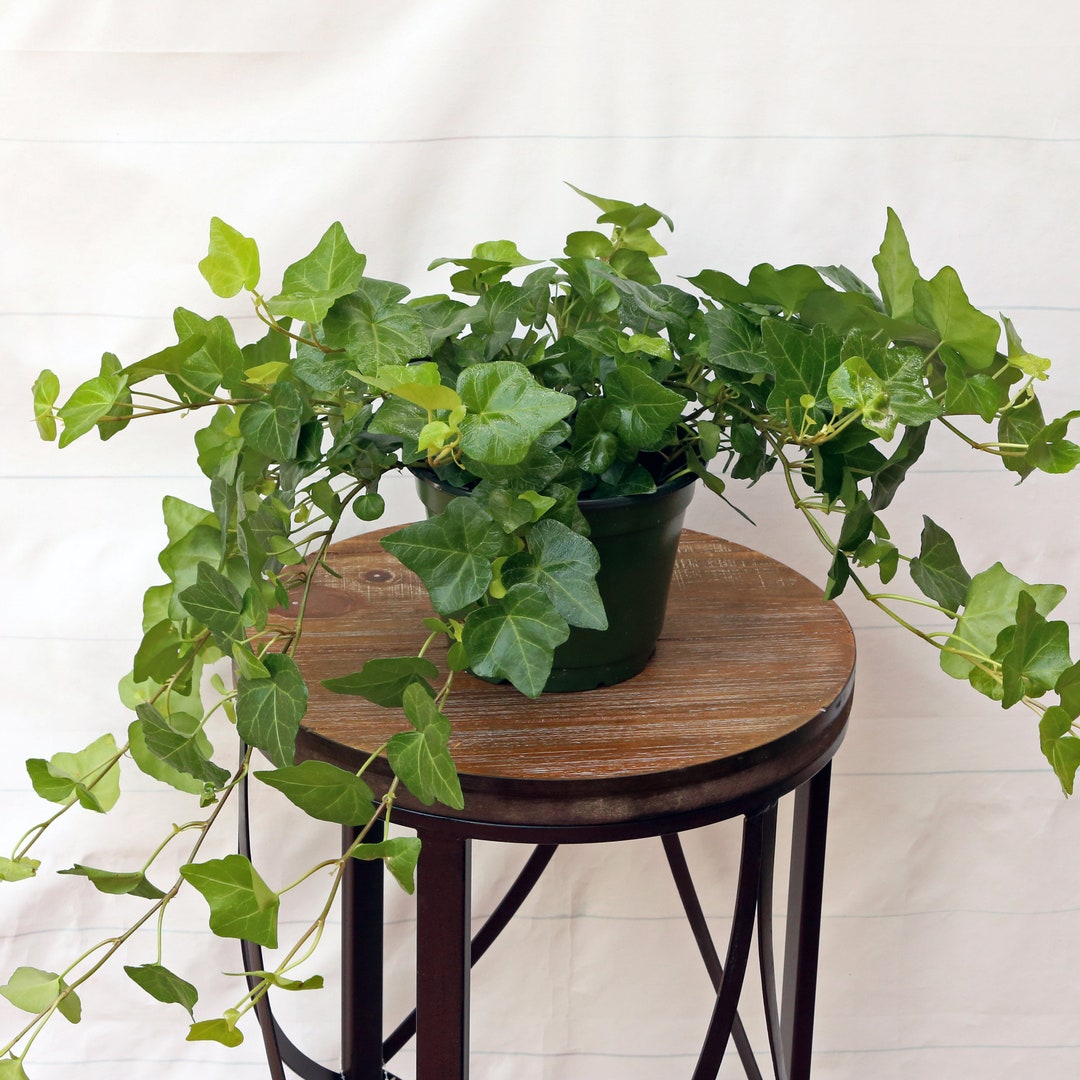 LIVE 6 Inch Pot Ivy Plant Hedera Helix, Trailing Evergreen Houseplant ...