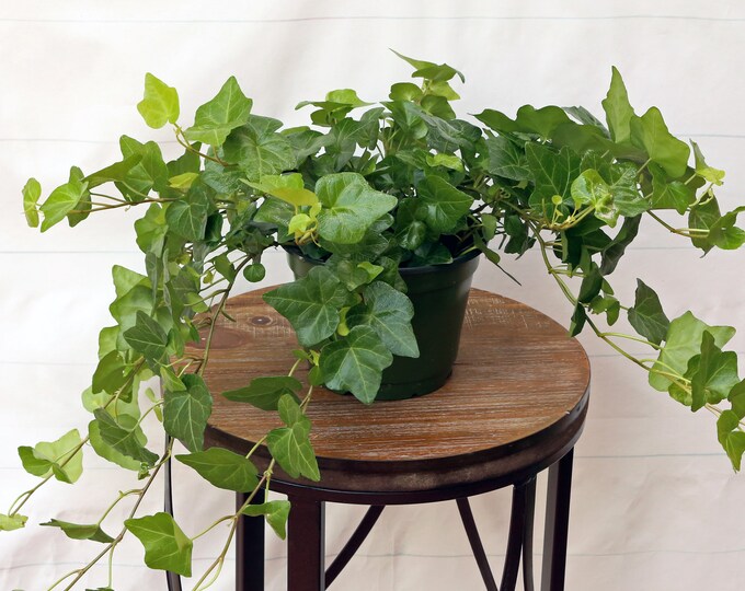 Elegant Trailing Vine-hedera Helix Scutifolia sweet Heart Ivy live ...