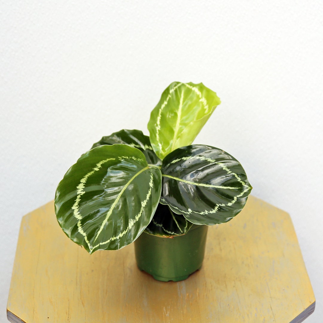 LIVE 4 Inch Pot Calathea Roseopicta Medallion, Birthday Gift, Indoor ...