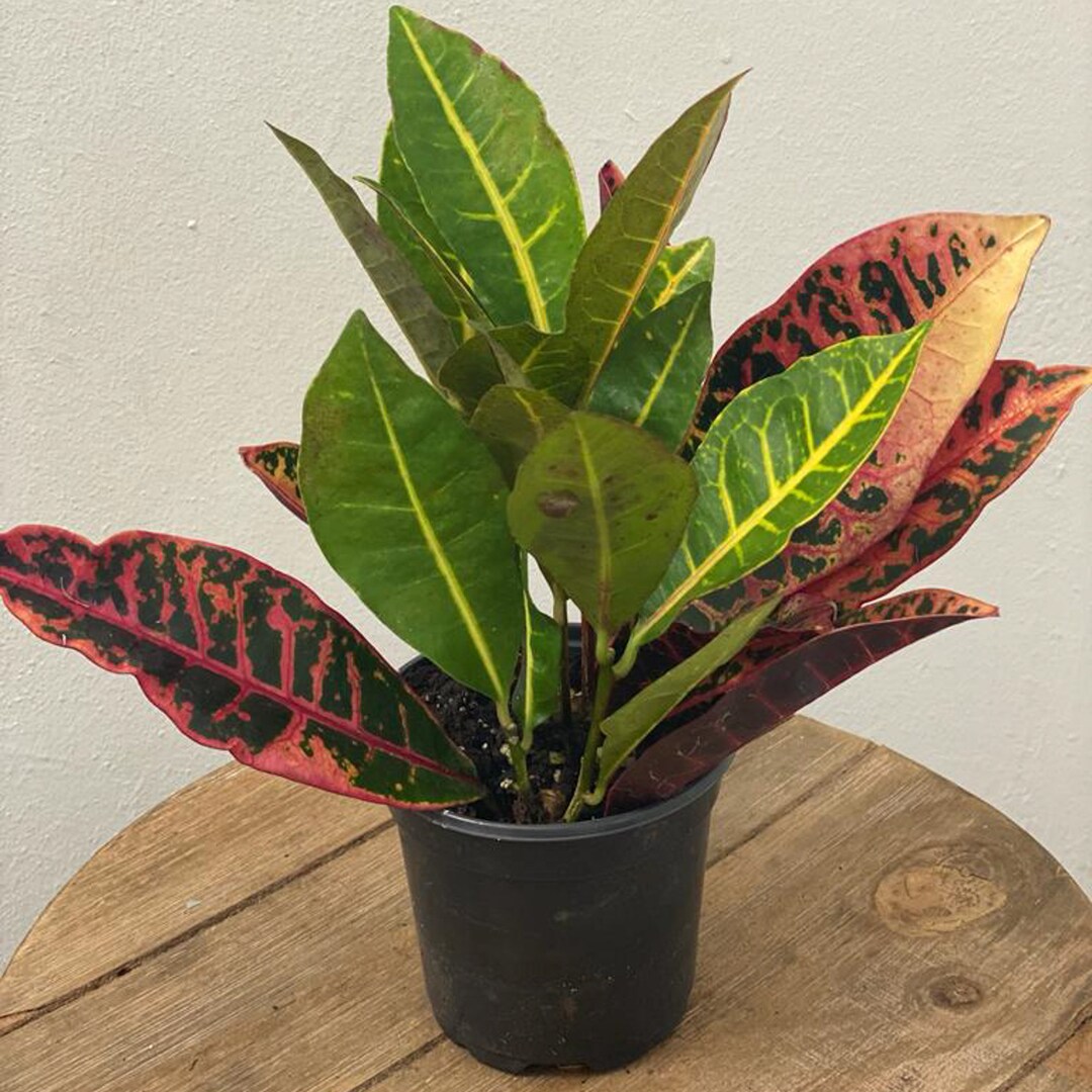 LIVE 4 Inch Pot Petra Croton Tropical Plant, Mom Birthday Gift, Teacher ...