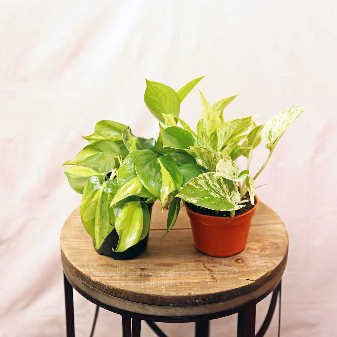 LIVE Combo 4 Inch Pots Brazilian Philodendron & Marble Queen Pothos ...