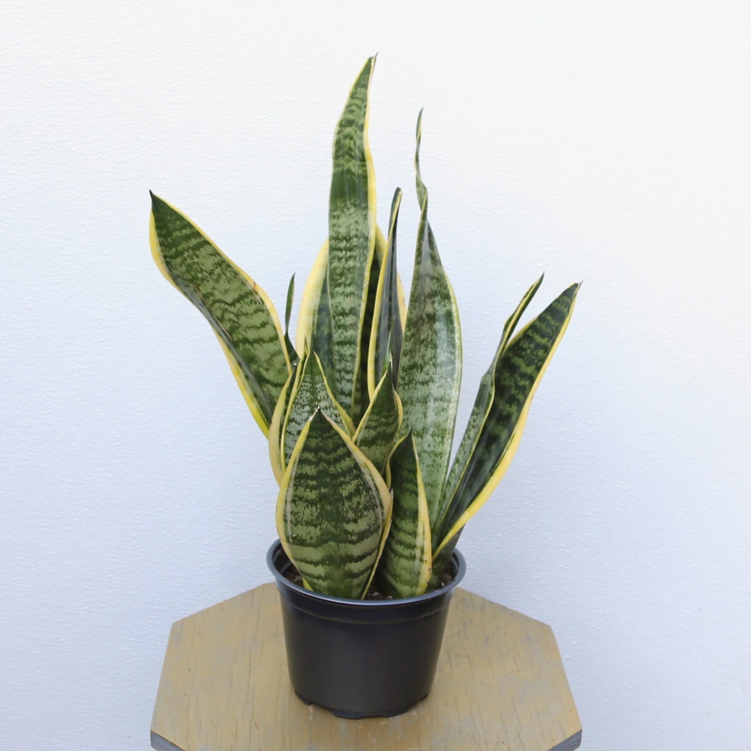 LIVE 6 Inch Pot Sansevieria Superba Snake Plant, New Doctor Christmas ...
