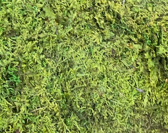Green Sheet Moss - Etsy