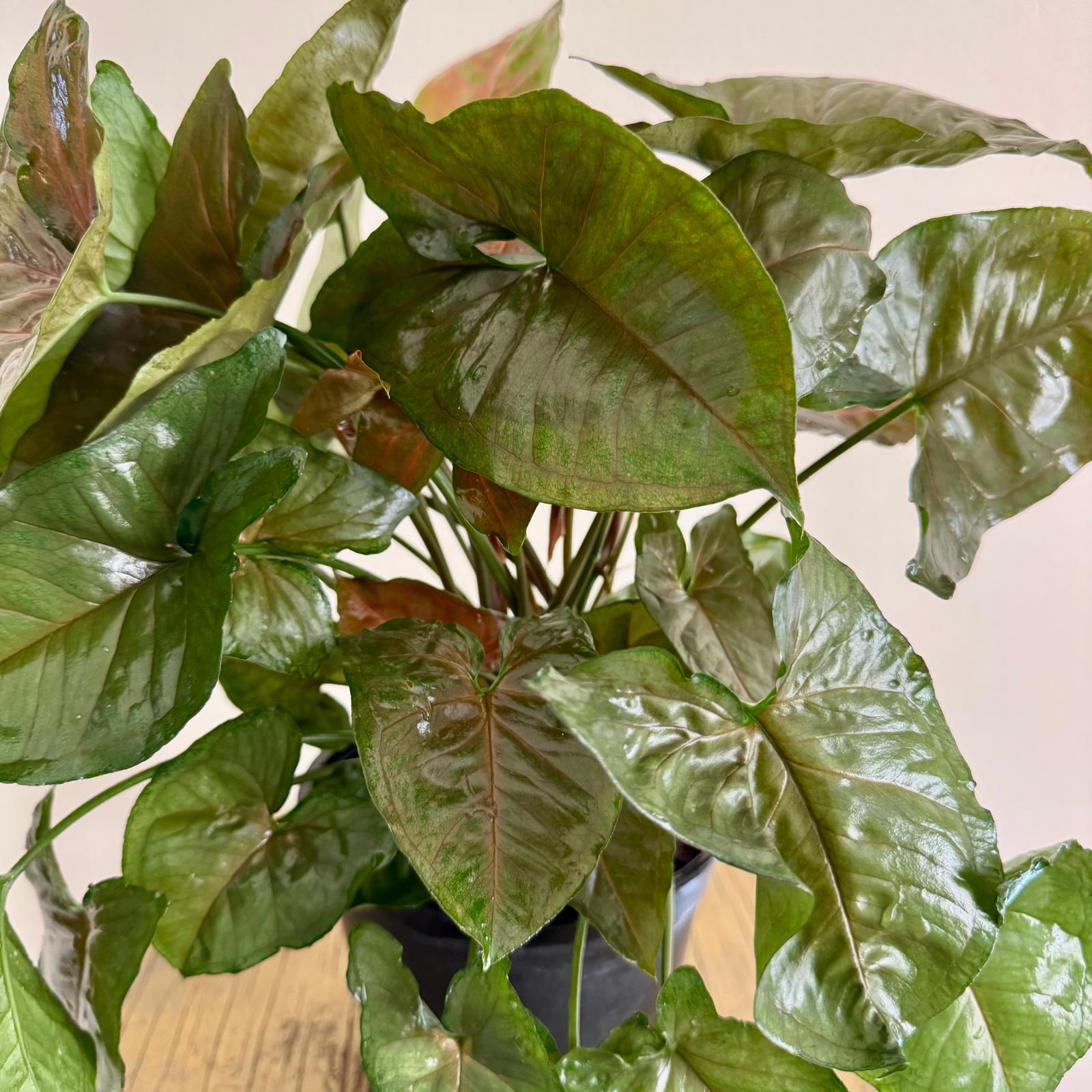 LIVE 6 Inch Pot Syngonium Maria Allusion Arrowhead, Tropical Indoor ...
