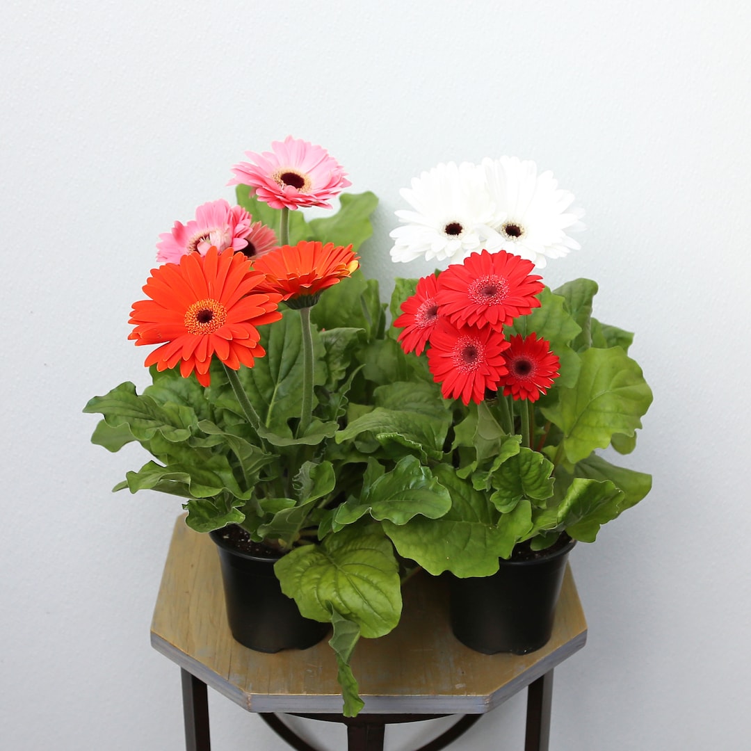 LIVE Combo 4.5 Inch Pot Gerbera Jamesonii, Gerbera Daisy, Barberton ...