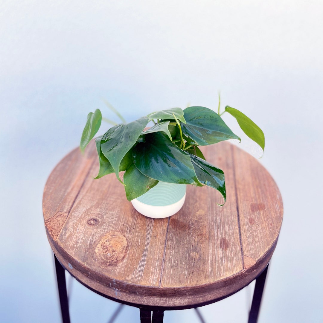 LIVE Ceramic Pot Heartleaf Philodendron Green Philodendron, Trailing ...