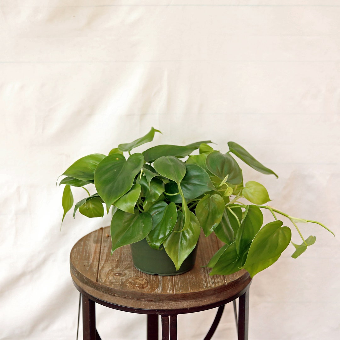 LIVE 6 Inch Pot Green Philodendron Heartleaf Hederaceum, Indoor Potted ...