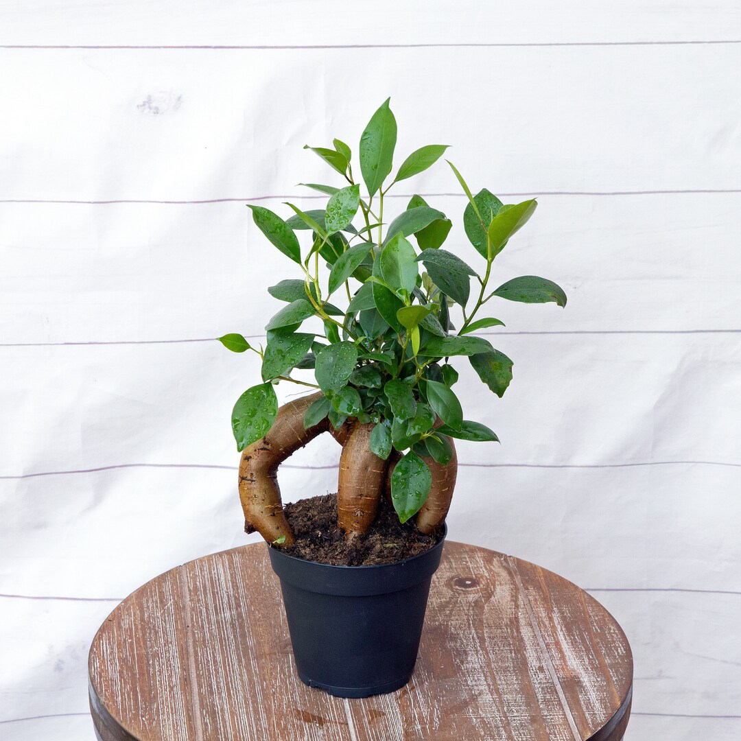 LIVE 4 Inch Pot Ficus Bonsai Plant, Funny New Doctor Gift, Plant Lover ...