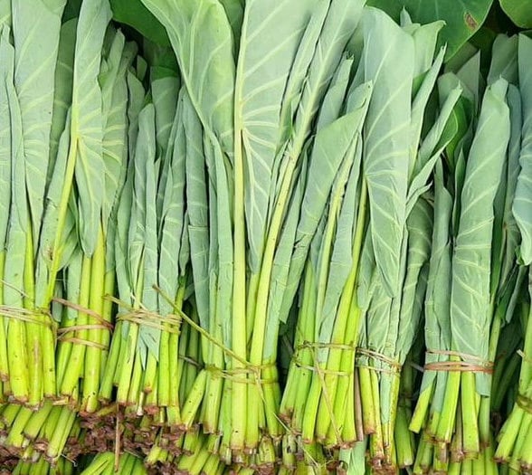 Young Dasheen Bush Imported From Trinidad (soft Leaf) - Etsy