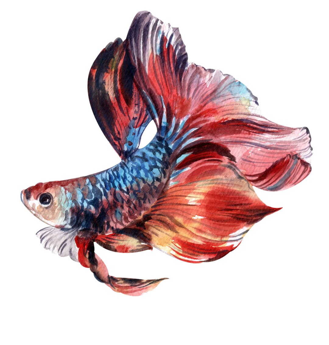 Betta Fish or Siamese Fighting Fish Watercolor - Etsy
