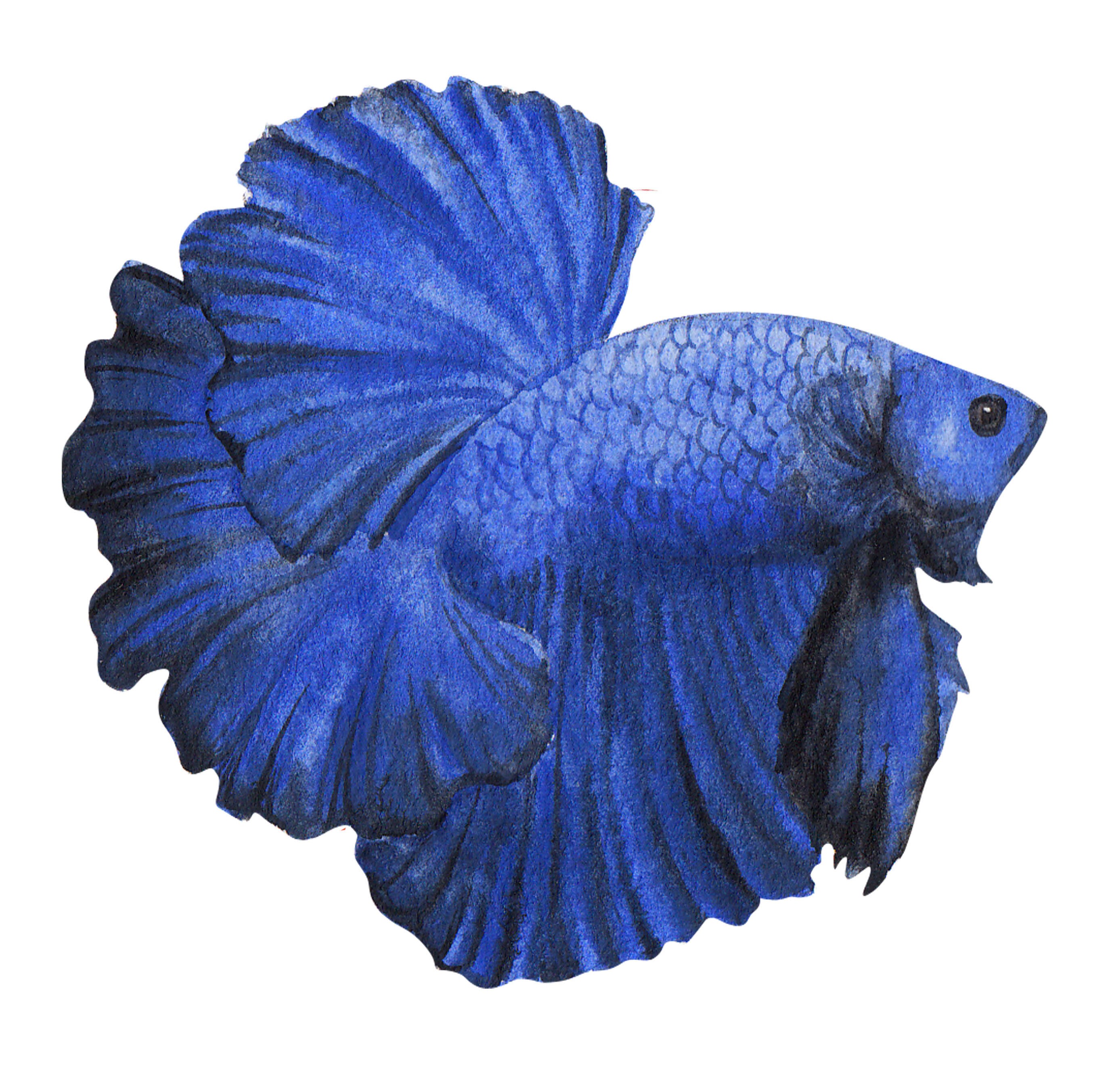 Betta Fish or Siamese Fighting Siamese Fighting Fish Watercolor ...
