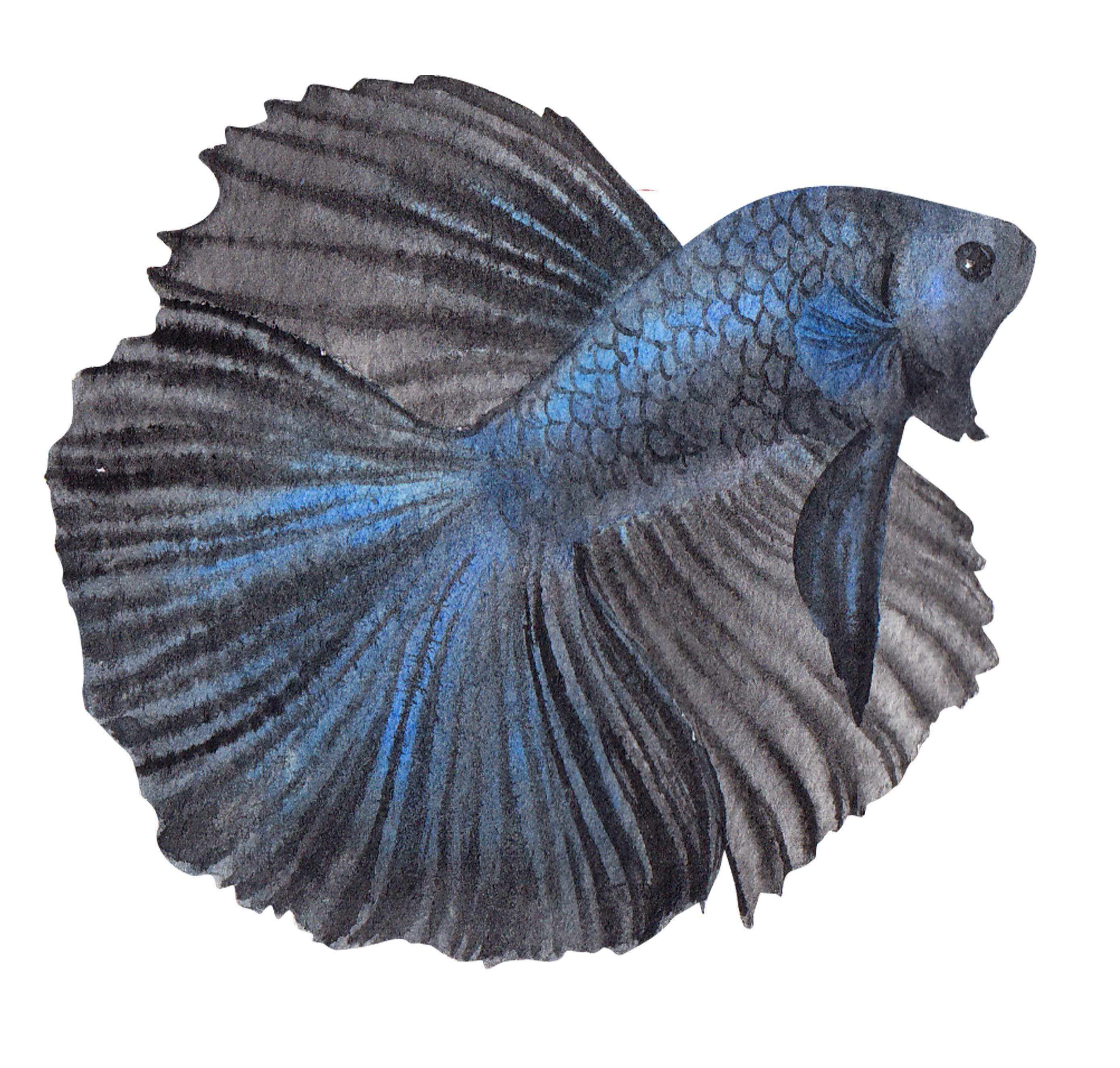 Betta Fish or Siamese Fighting Siamese Fighting Fish Watercolor ...