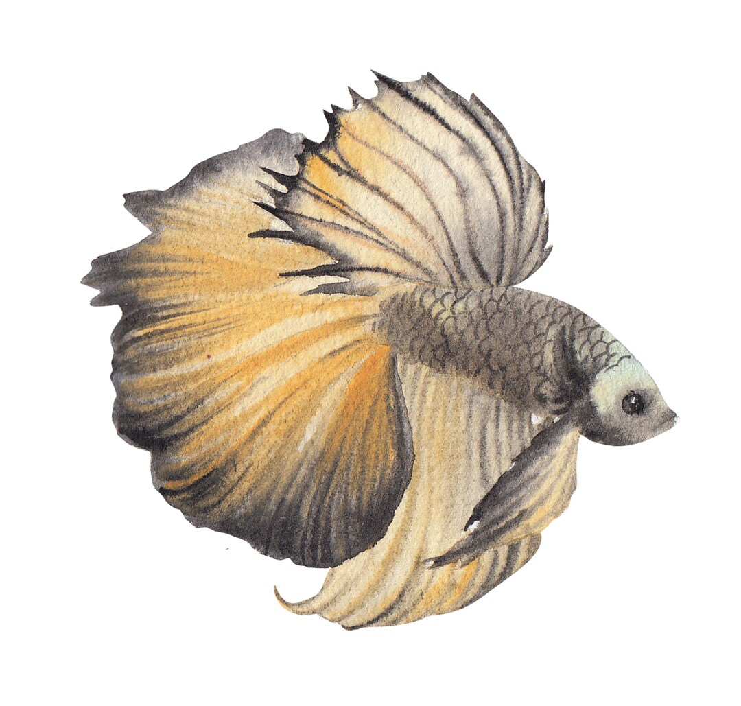 Betta Fish or Siamese Fighting Siamese Fighting Fish Watercolor ...