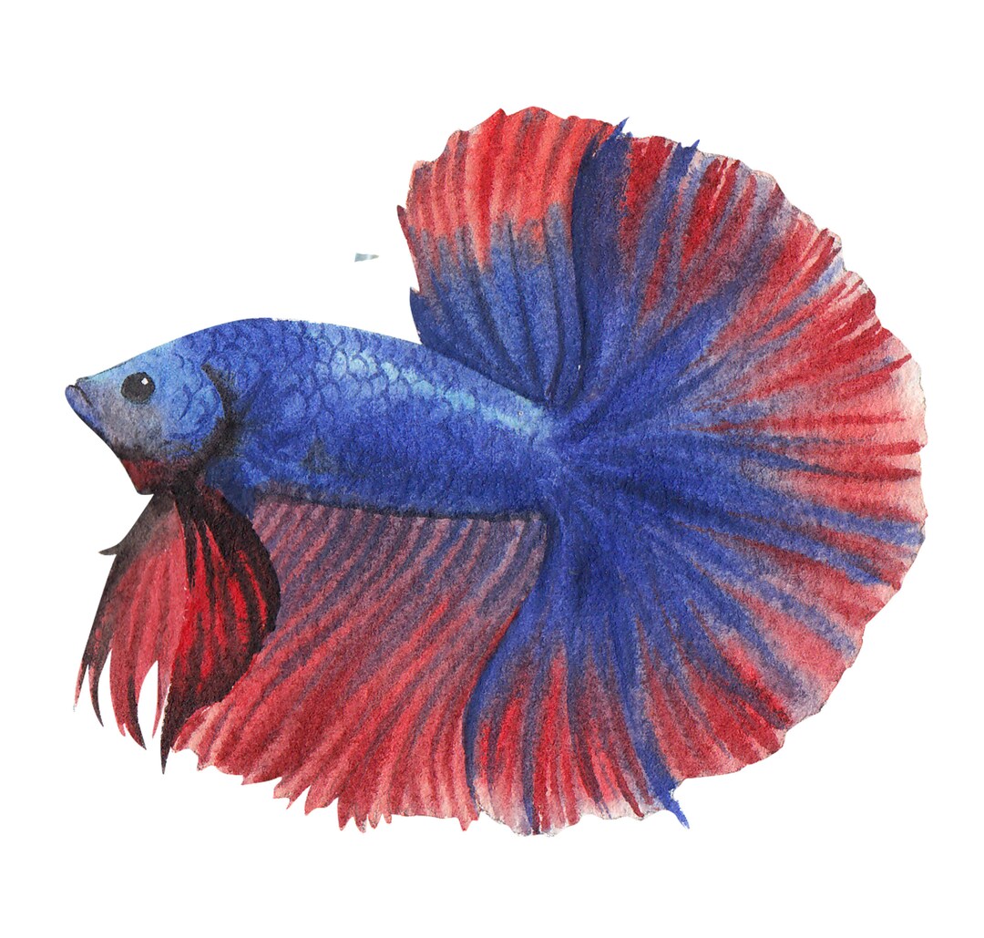 Betta Fish or Siamese Fighting Siamese Fighting Fish Watercolor ...