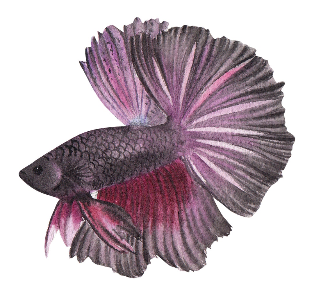 Betta Fish or Siamese Fighting Siamese Fighting Fish Watercolor ...
