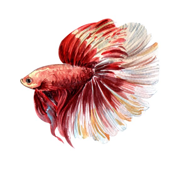 Betta Fish or Siamese Fighting Fish Watercolor | Etsy