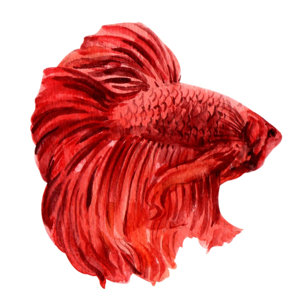 Betta Fish or Siamese Fighting Fish Watercolor - Etsy