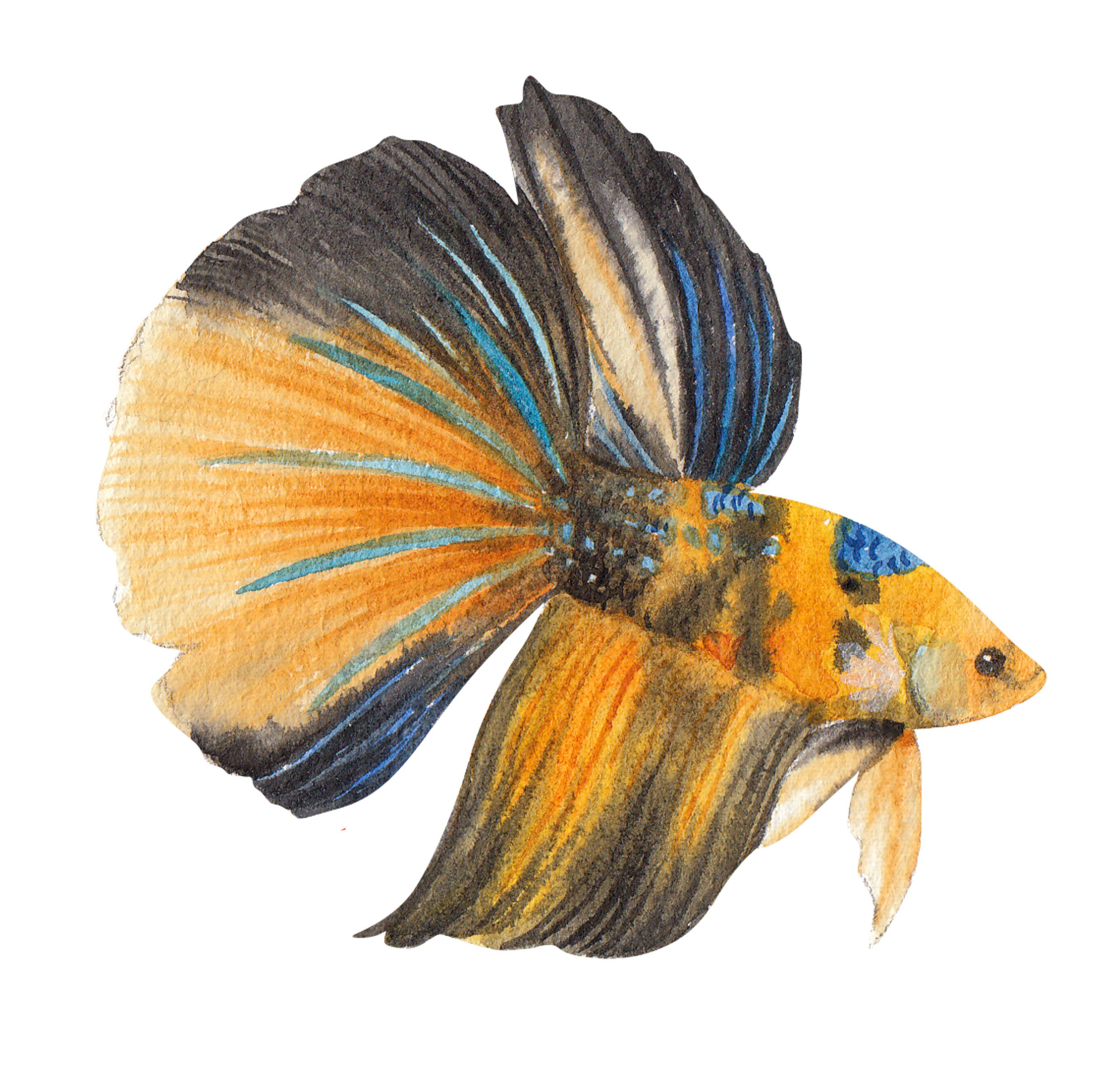 Betta Fish or Siamese Fighting Siamese Fighting Fish Watercolor ...