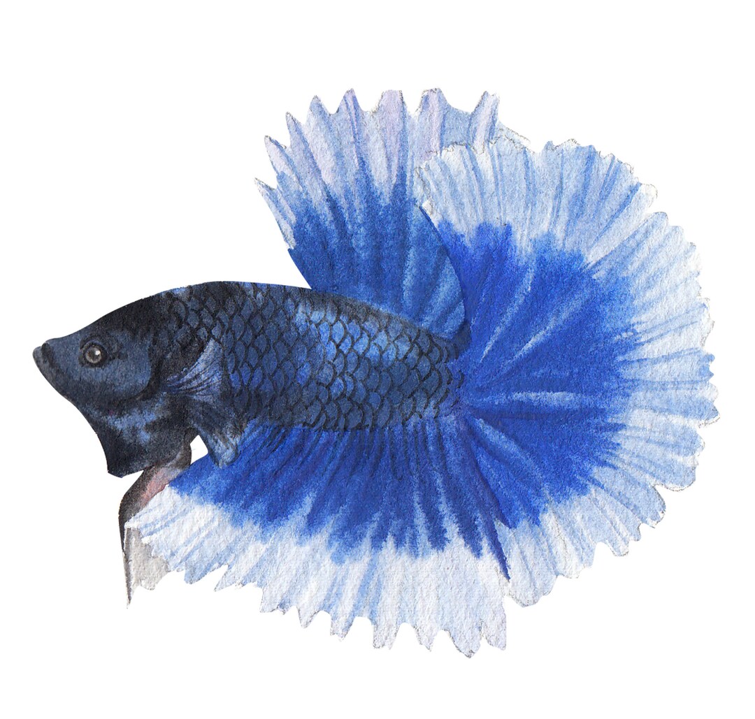 Betta Fish or Siamese Fighting Siamese Fighting Fish Watercolor ...