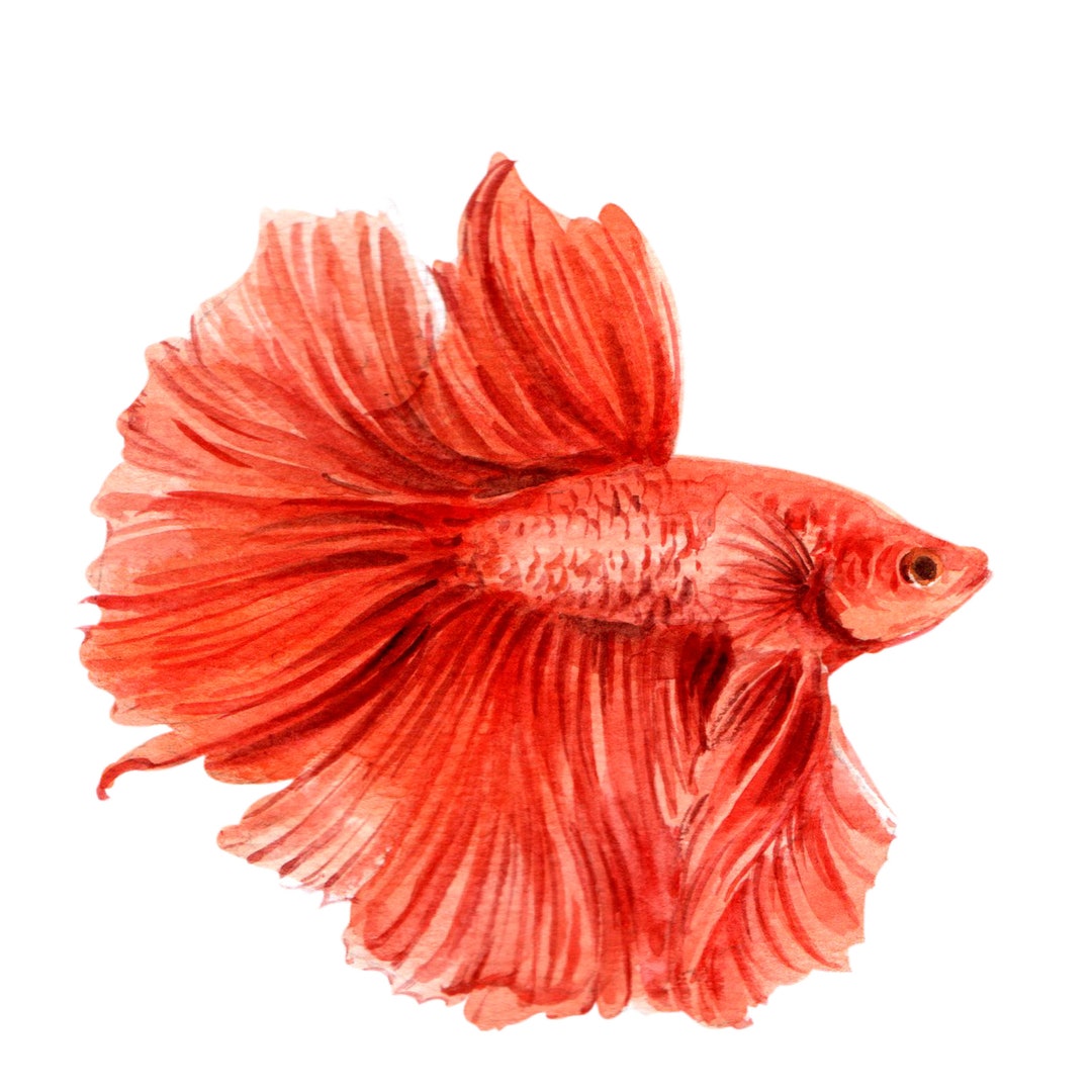 Betta Fish or Siamese Fighting Fish Watercolor - Etsy
