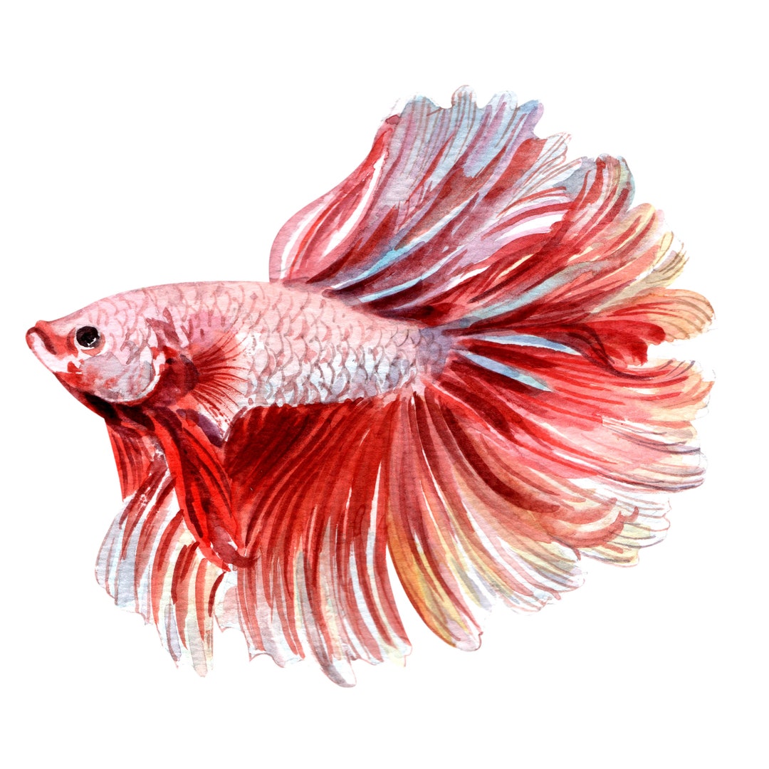 Betta Fish or Siamese Fighting Fish Watercolor - Etsy