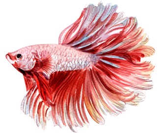 Betta Fish or Siamese Fighting Siamese Fighting Fish Watercolor ...