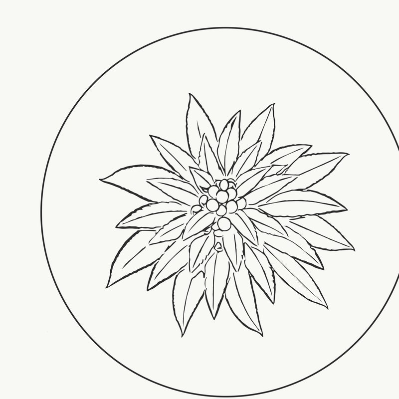 Cannabis Embroidery - Etsy