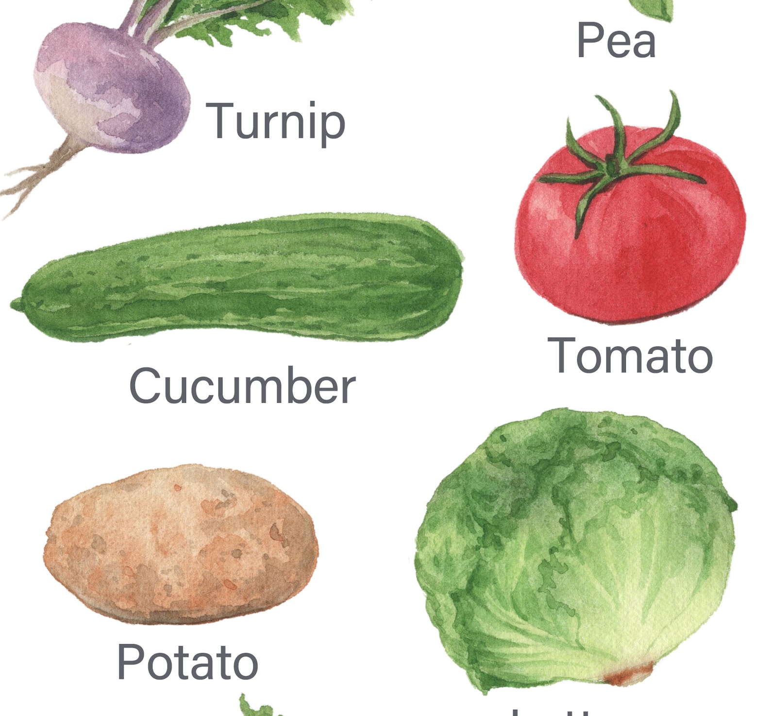 Educational Vegetables Chart Printable Classroom Learning - Etsy