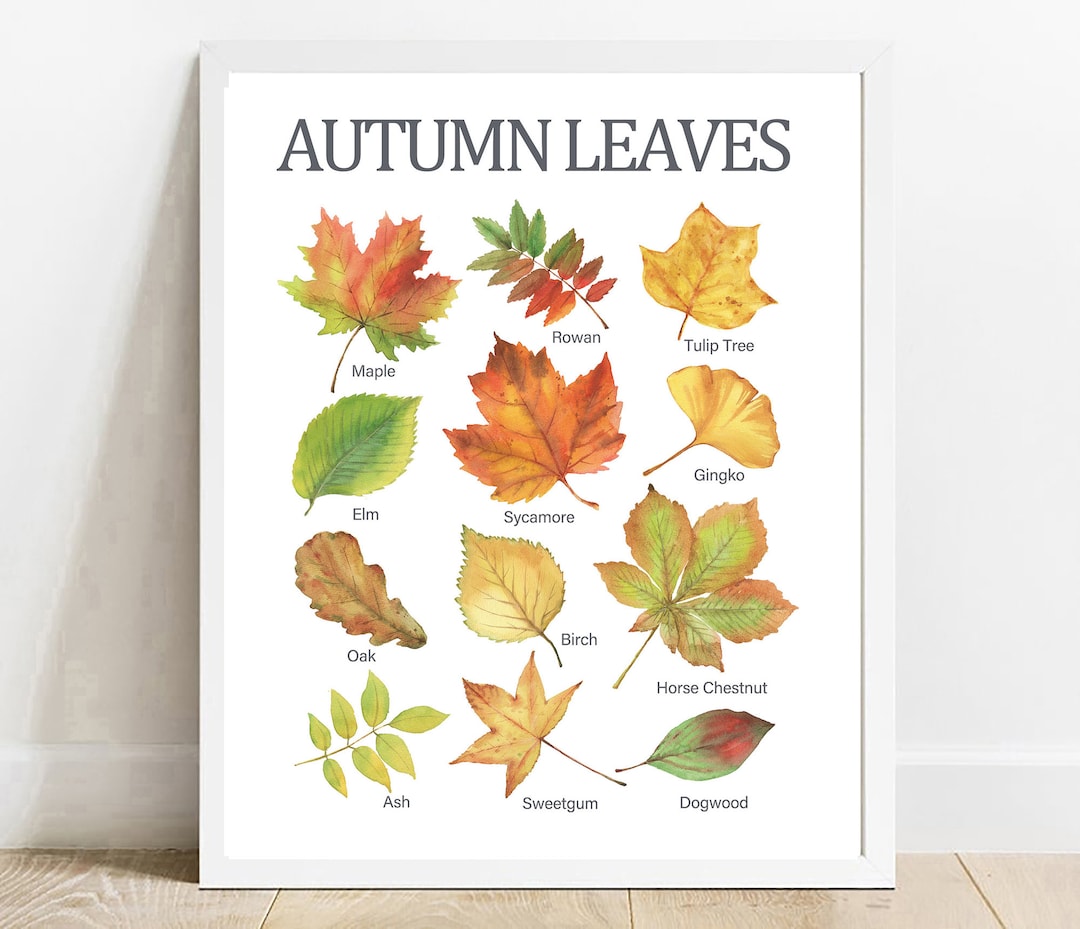 Autumn Leaves Prints, Educational Printable Wall Art, Learning Home ...
