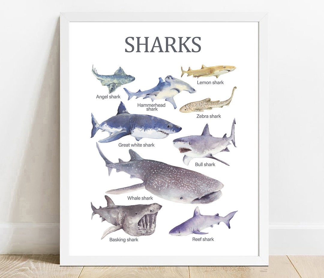 Sharks Wall Art, Sharks Poster, Kids Children Learning, Homeschool ...