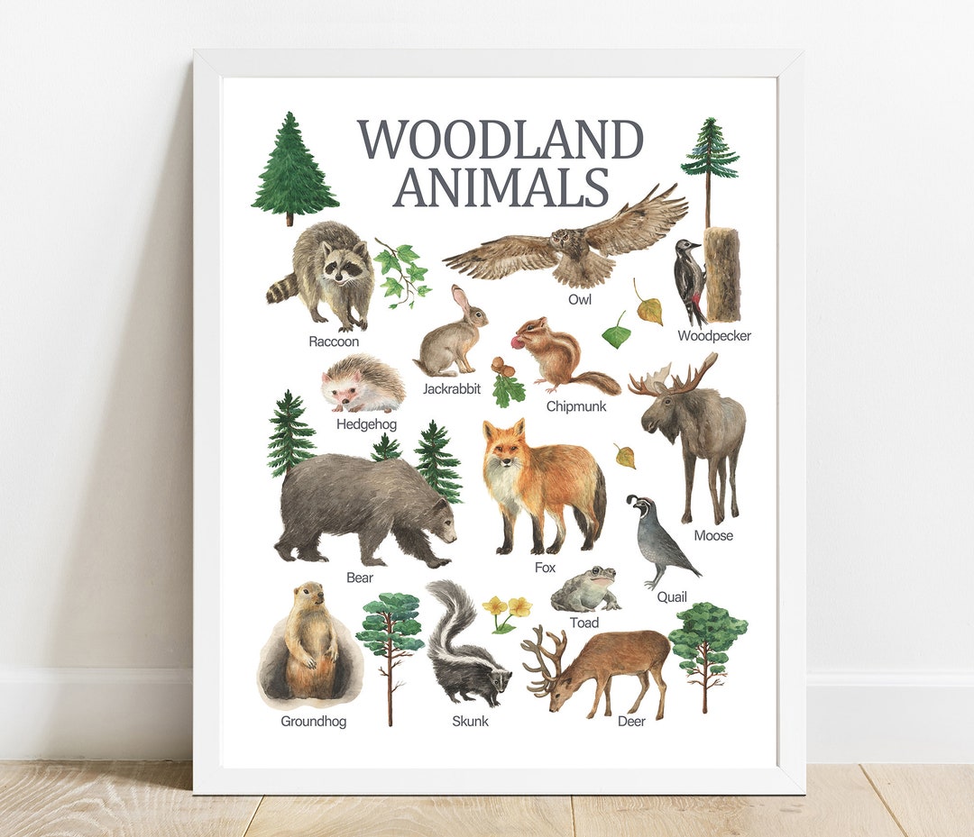 Woodland Animal Wall Art,animal Poster, Kids Children Learning ...