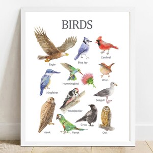 Birds Prints, Educational Printable Wall Art, Learning Home School ...