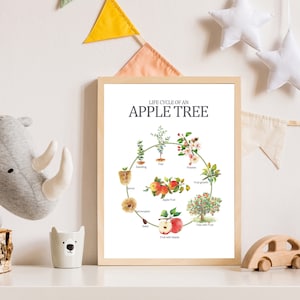 Apple Tree Life Cycle Poster: Homeschool Educational Print (digital ...