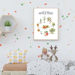 Apple Tree Life Cycle Poster: Homeschool Educational Print (digital ...