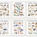 Dinosaur Alphabet, ABC Poster, Kids Children Learning, Nursery Decor ...