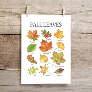 Fall Leaves Prints, Educational Printable Wall Art, Learning Home ...