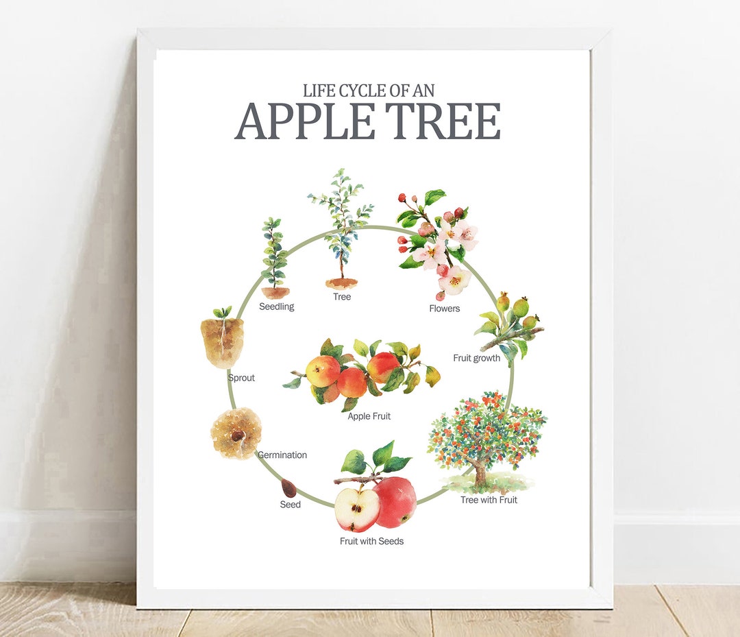 Apple Tree Life Cycle Poster: Homeschool Educational Print (digital ...