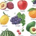 Educational Fruits Chart Printable Classroom, Learning Home School ...